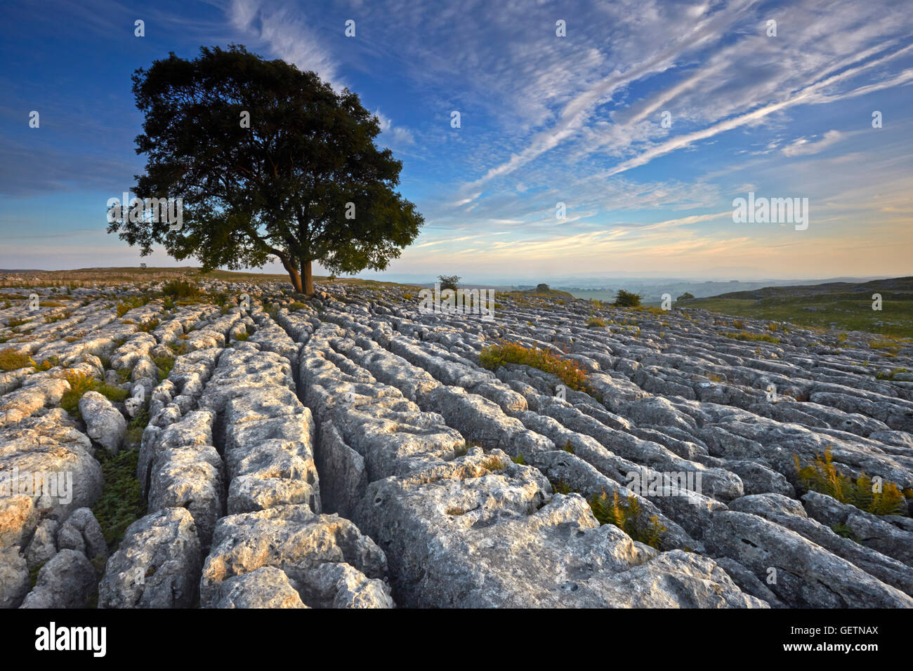 A solitary tree growing out of a limestone pavement on Malham Ings ...