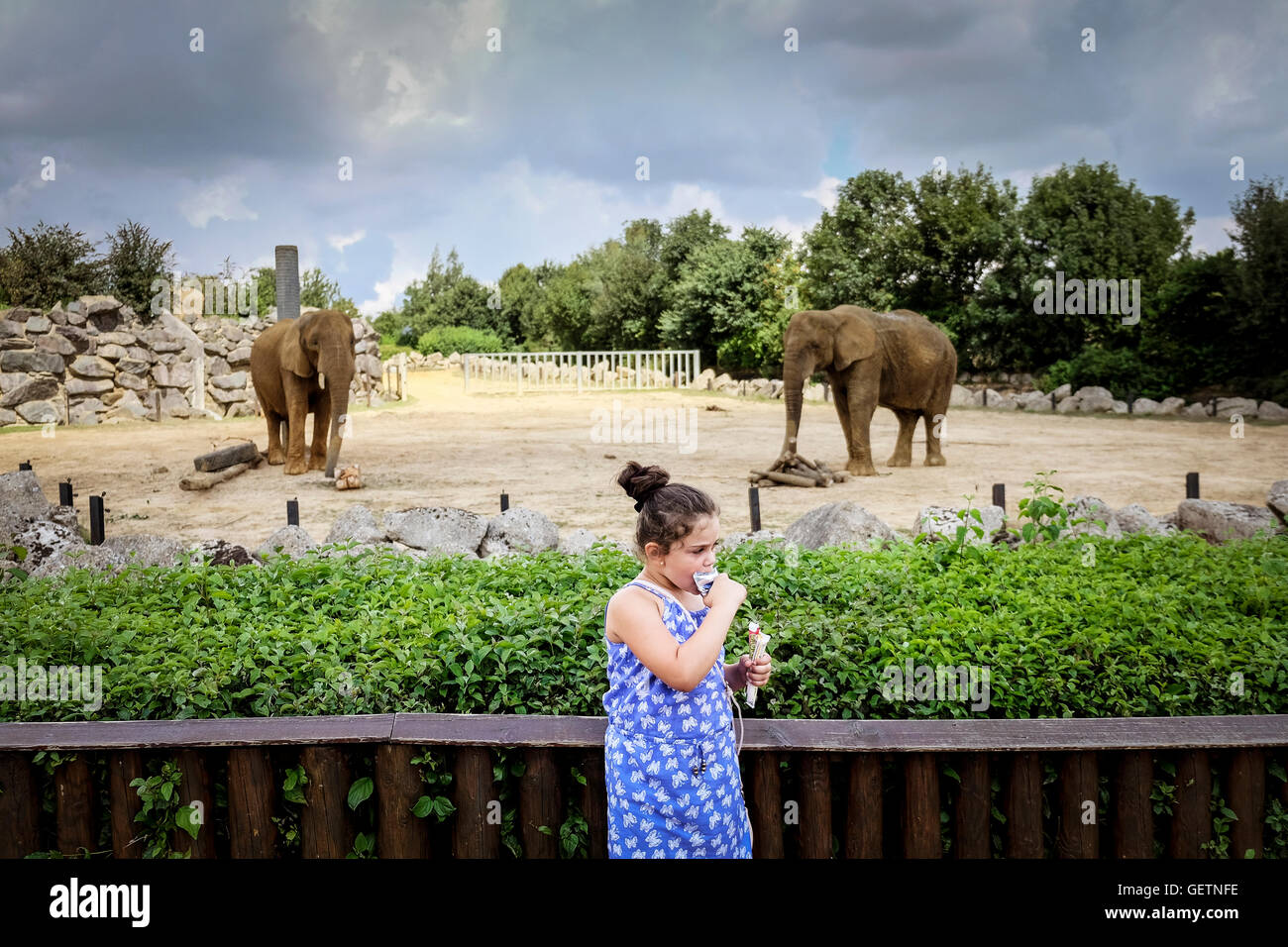 A child eating while two elephants look on at a zoo Stock Photo - Alamy