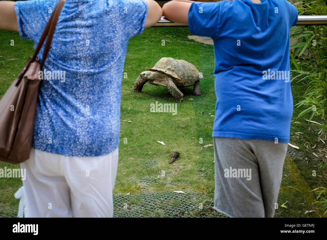 People looking at animals in a zoo Stock Photo - Alamy