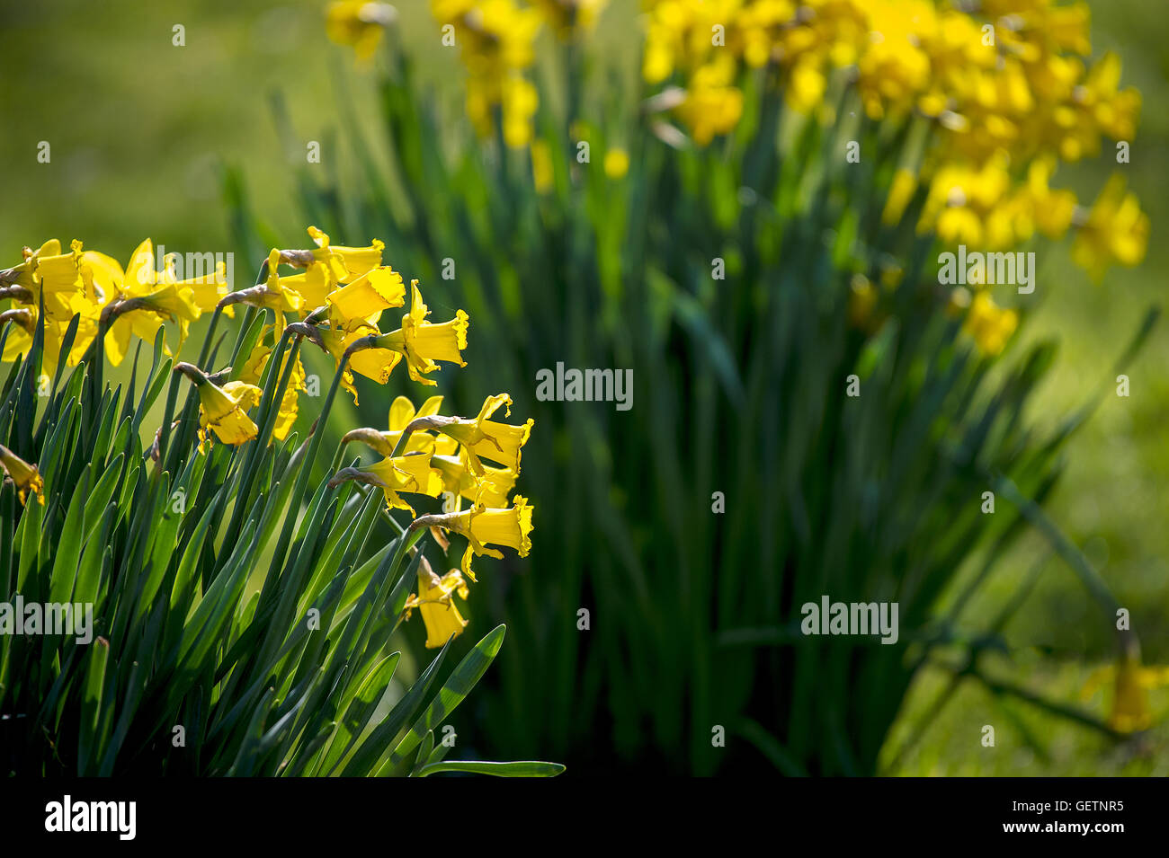 Detail of wild daffodils Stock Photo - Alamy