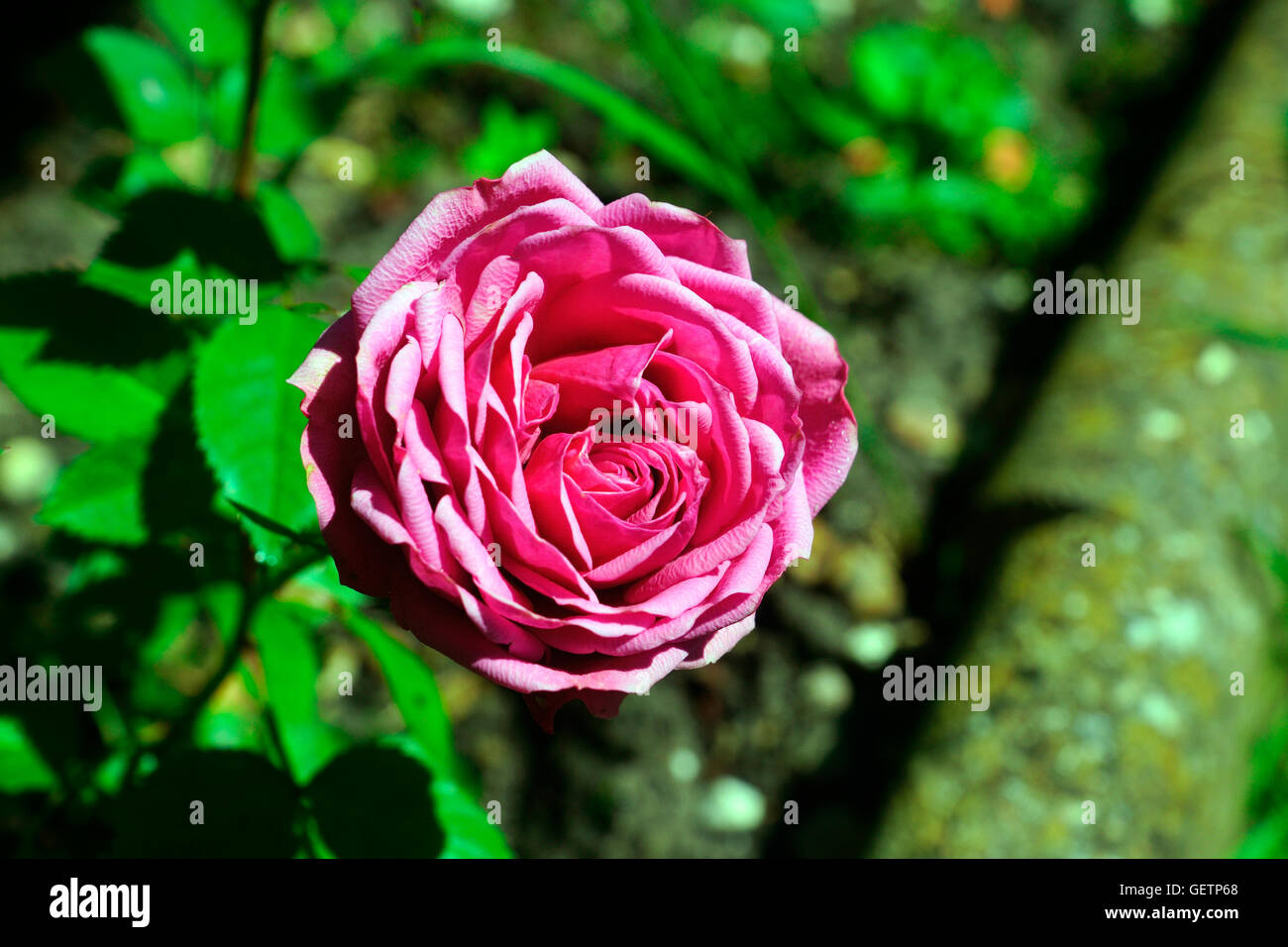 PINK ROSE IN THE SUN Stock Photo - Alamy