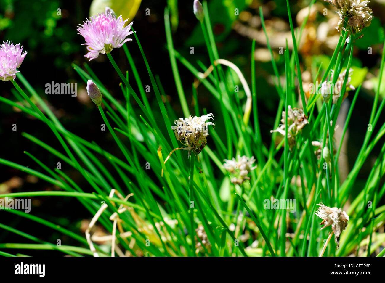 Dead allium flower hi-res stock photography and images - Alamy