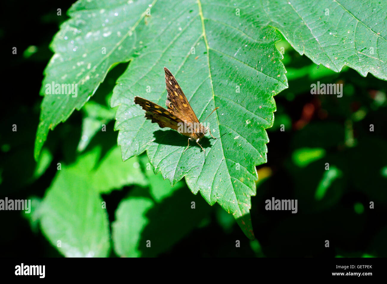SPECKLED WOOD BUTTERFLY Stock Photo - Alamy