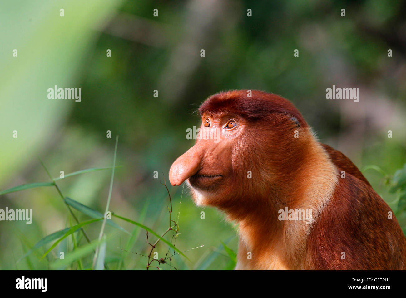 Proboscis Monkey in Bako National Park in Sarawak in Malaysia Stock ...