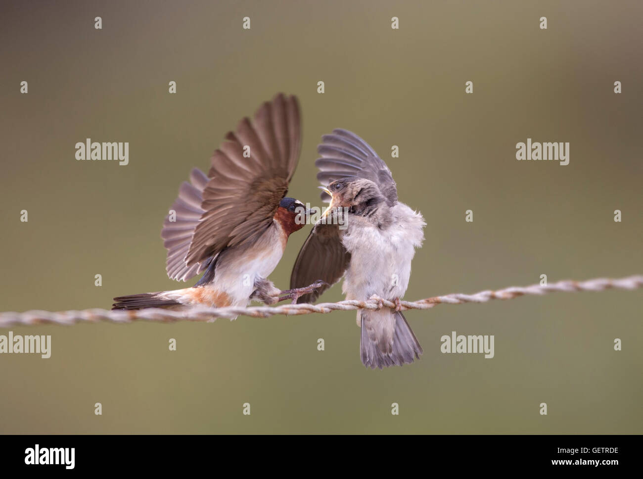 Swallow Fledgling High Resolution Stock Photography and Images - Alamy