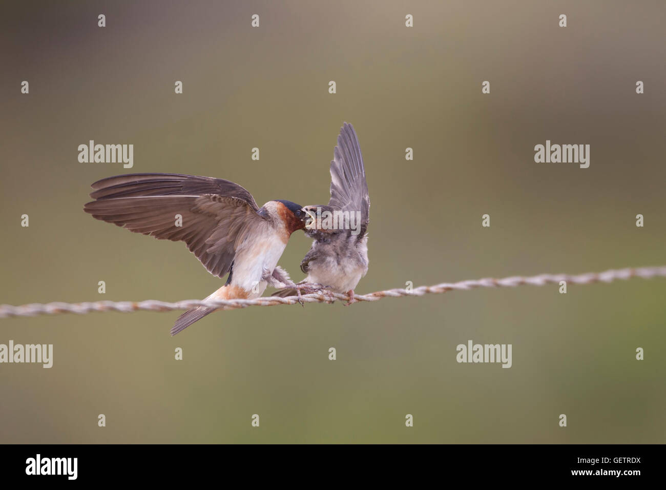 Swallow Fledgling High Resolution Stock Photography and Images - Alamy