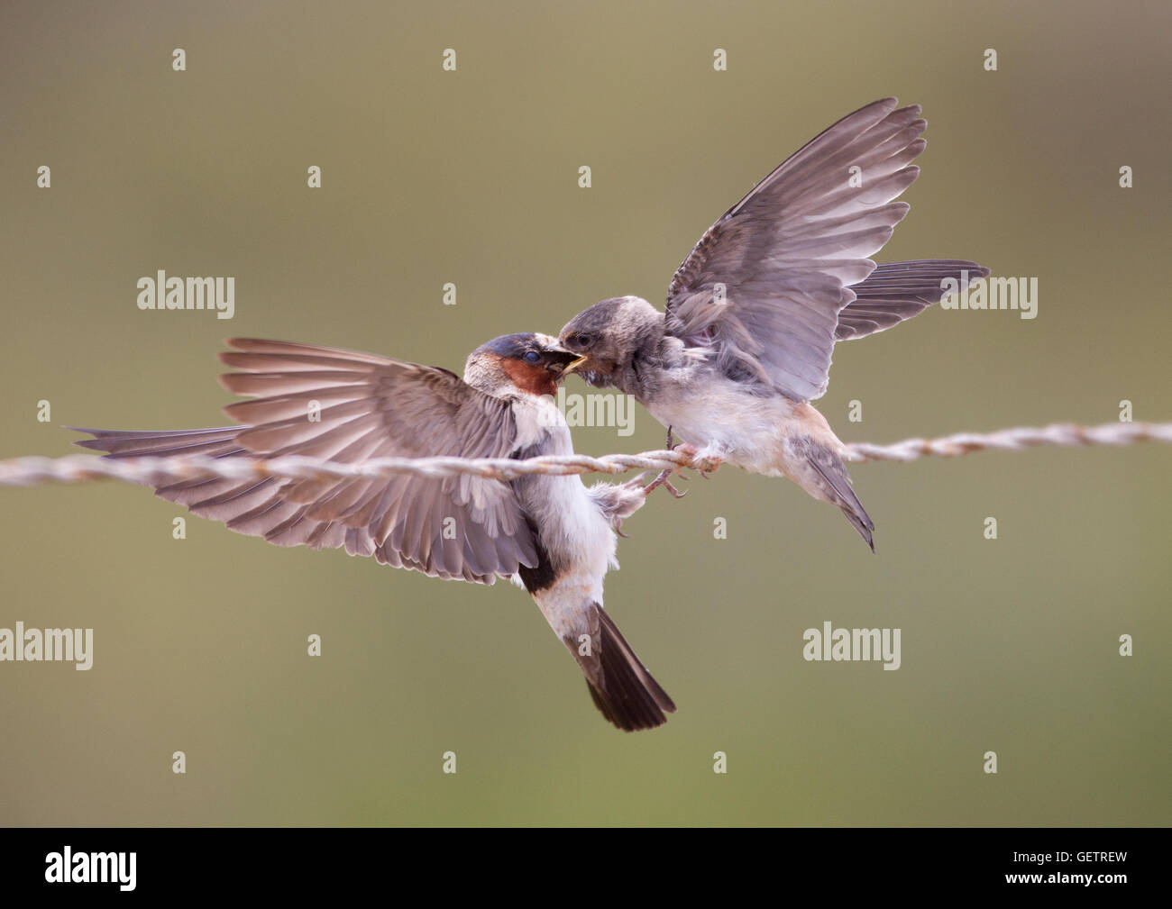 Swallow Fledgling High Resolution Stock Photography and Images - Alamy
