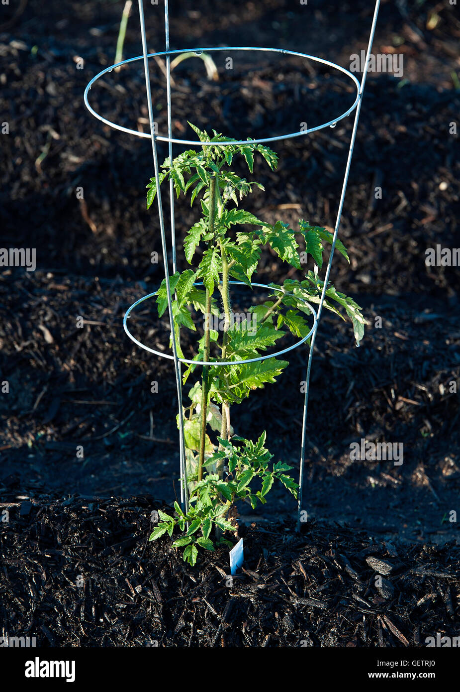Young tomato plant in a garden Stock Photo - Alamy