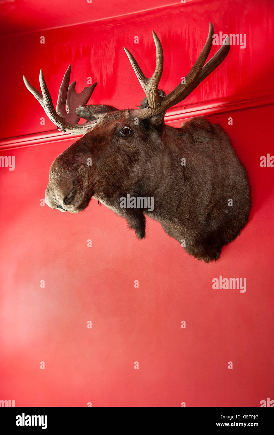 Moose stuffed animal hi-res stock photography and images - Alamy