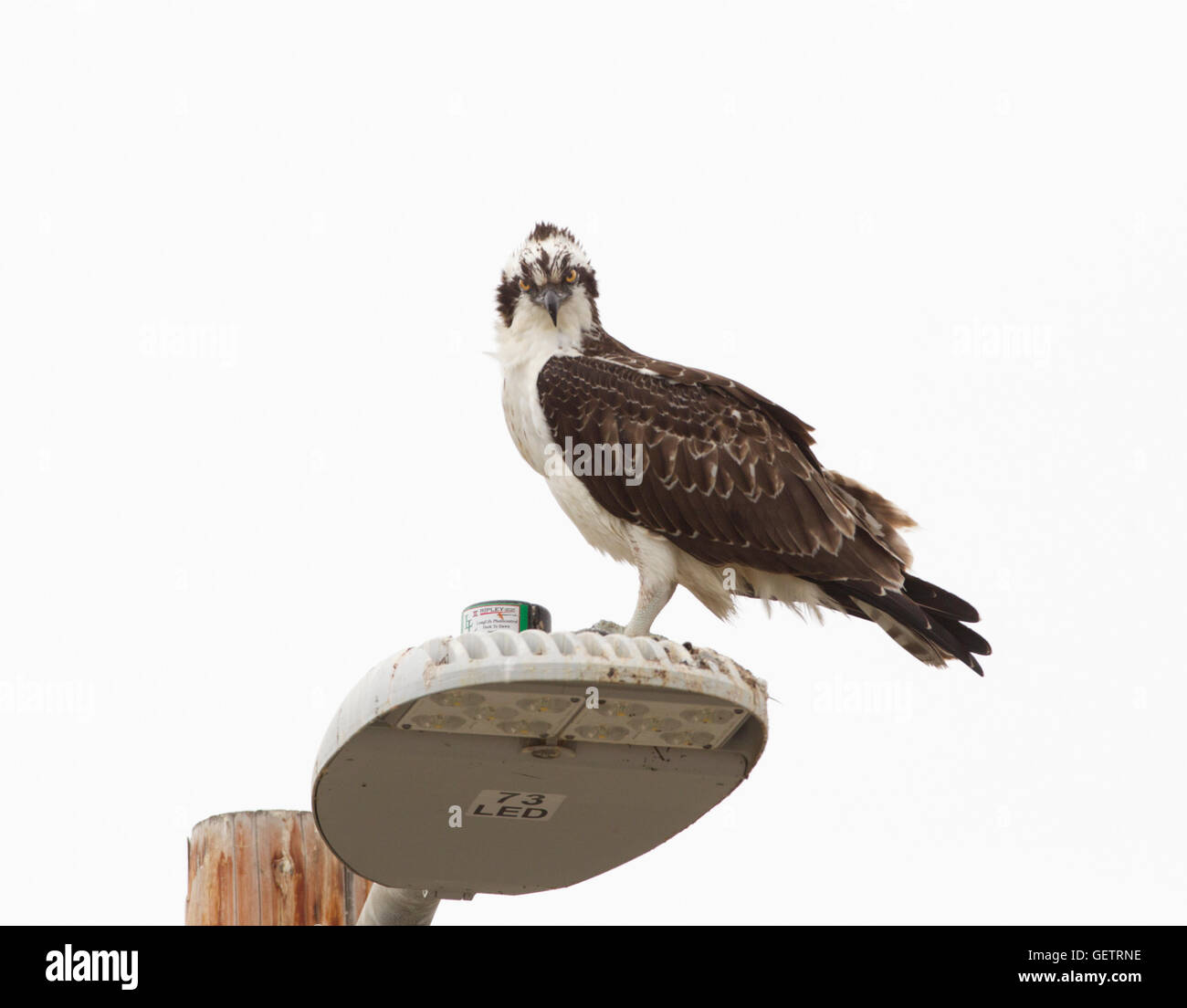 Osprey on Street Light Stock Photo - Alamy