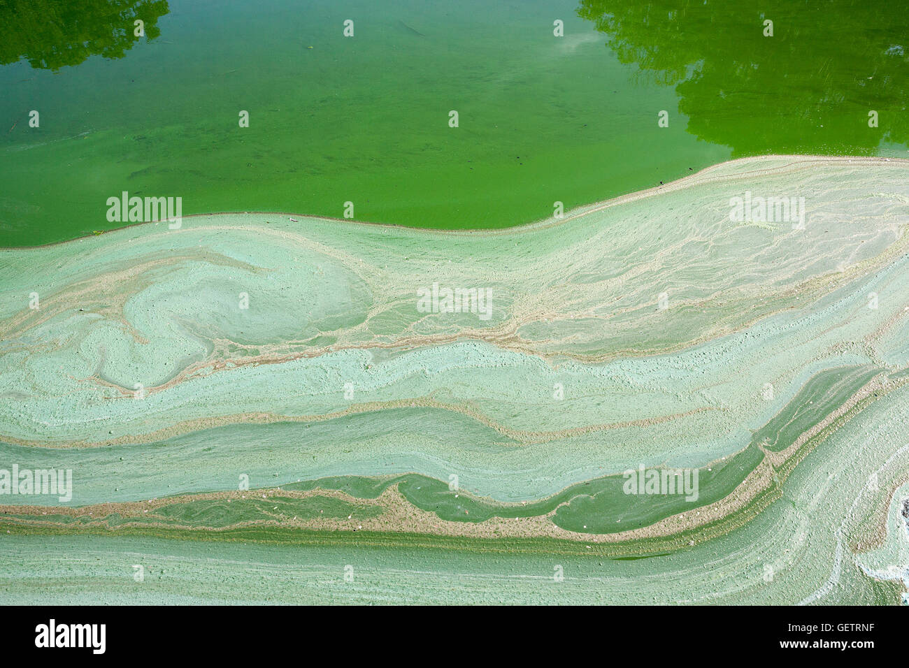 green swamp, close-up Stock Photo - Alamy