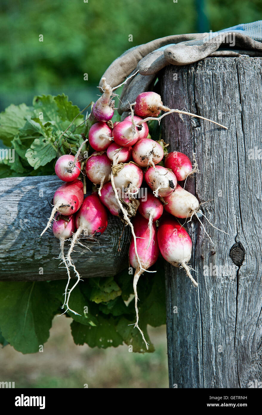 Fresh radish harvest Stock Photo - Alamy
