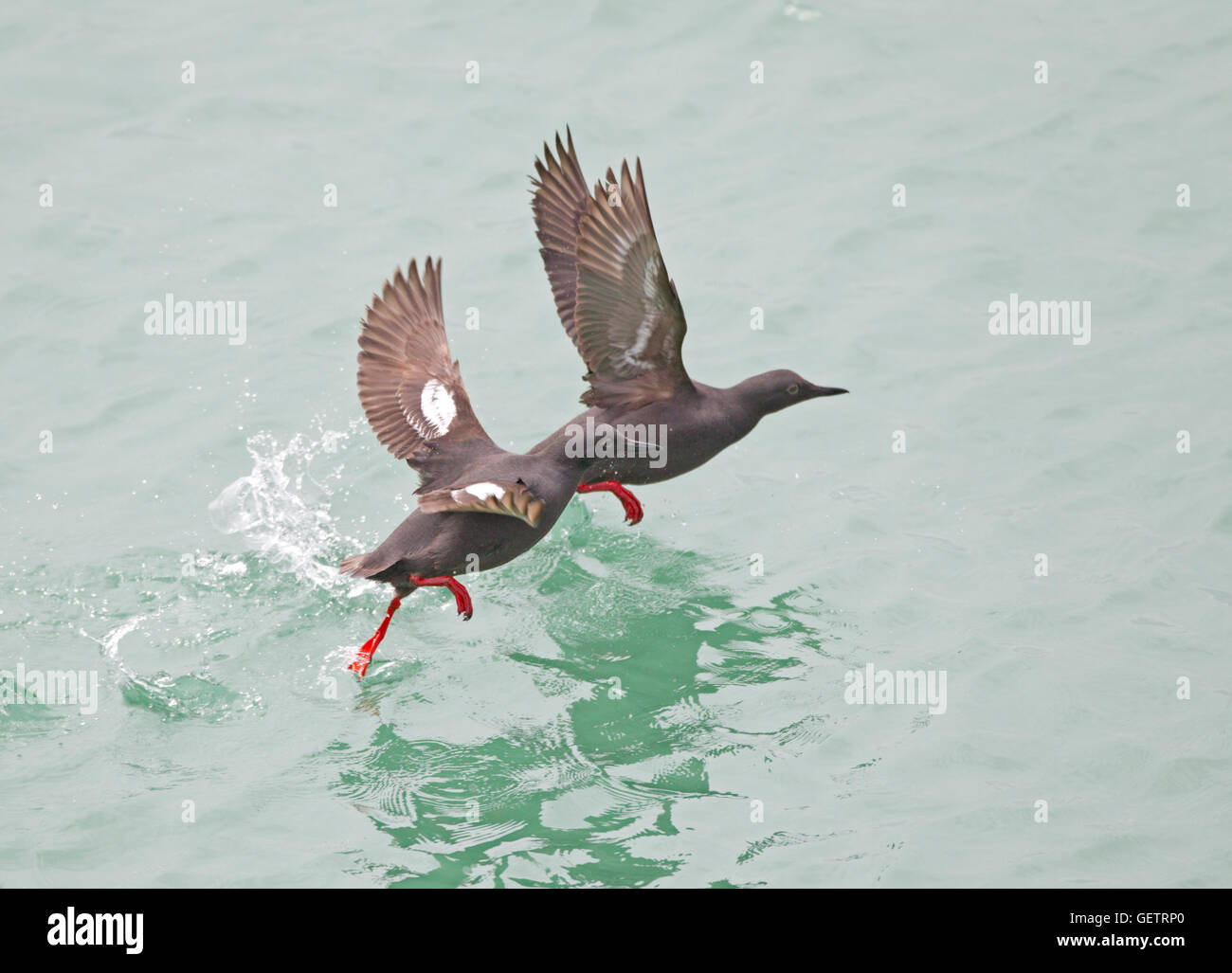 Pigeon Guillemots Taking Off Stock Photo - Alamy