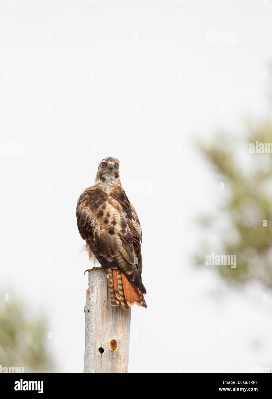Red tailed hawk Stock Photo - Alamy