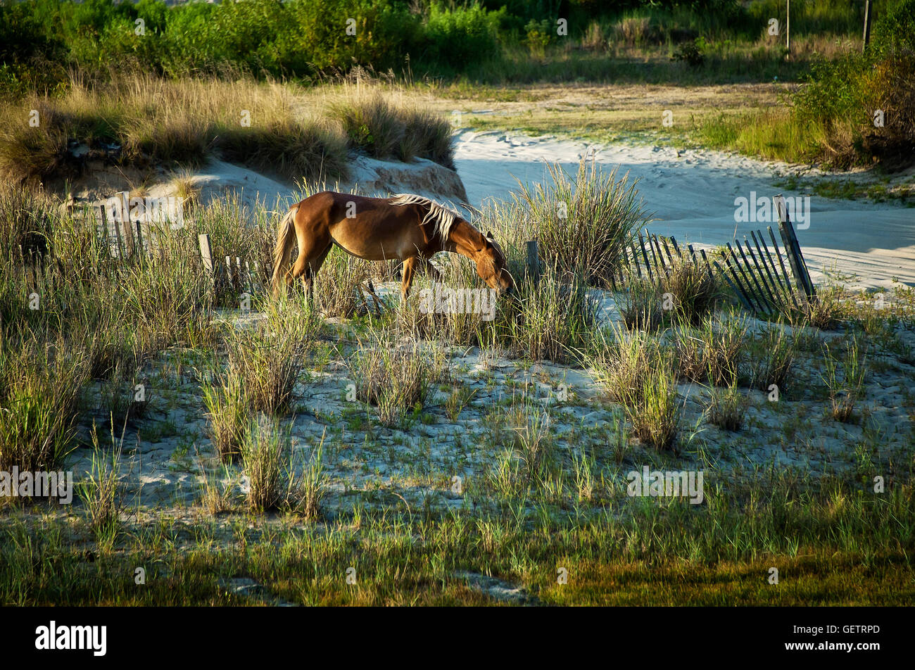 Wild Spanish mustang on dune Stock Photo - Alamy