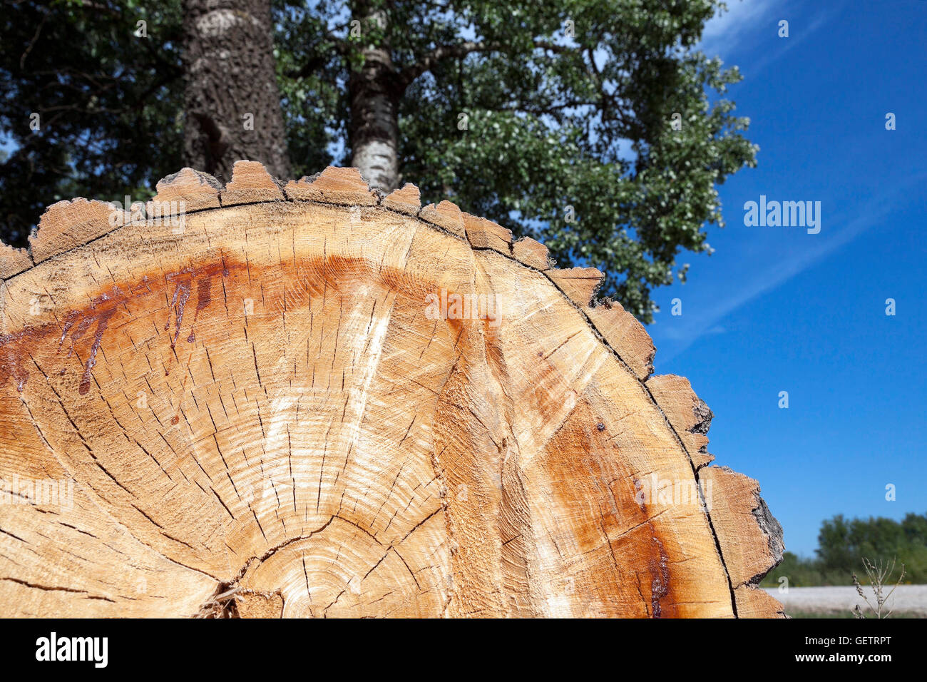 cut down a tree, close-up Stock Photo - Alamy