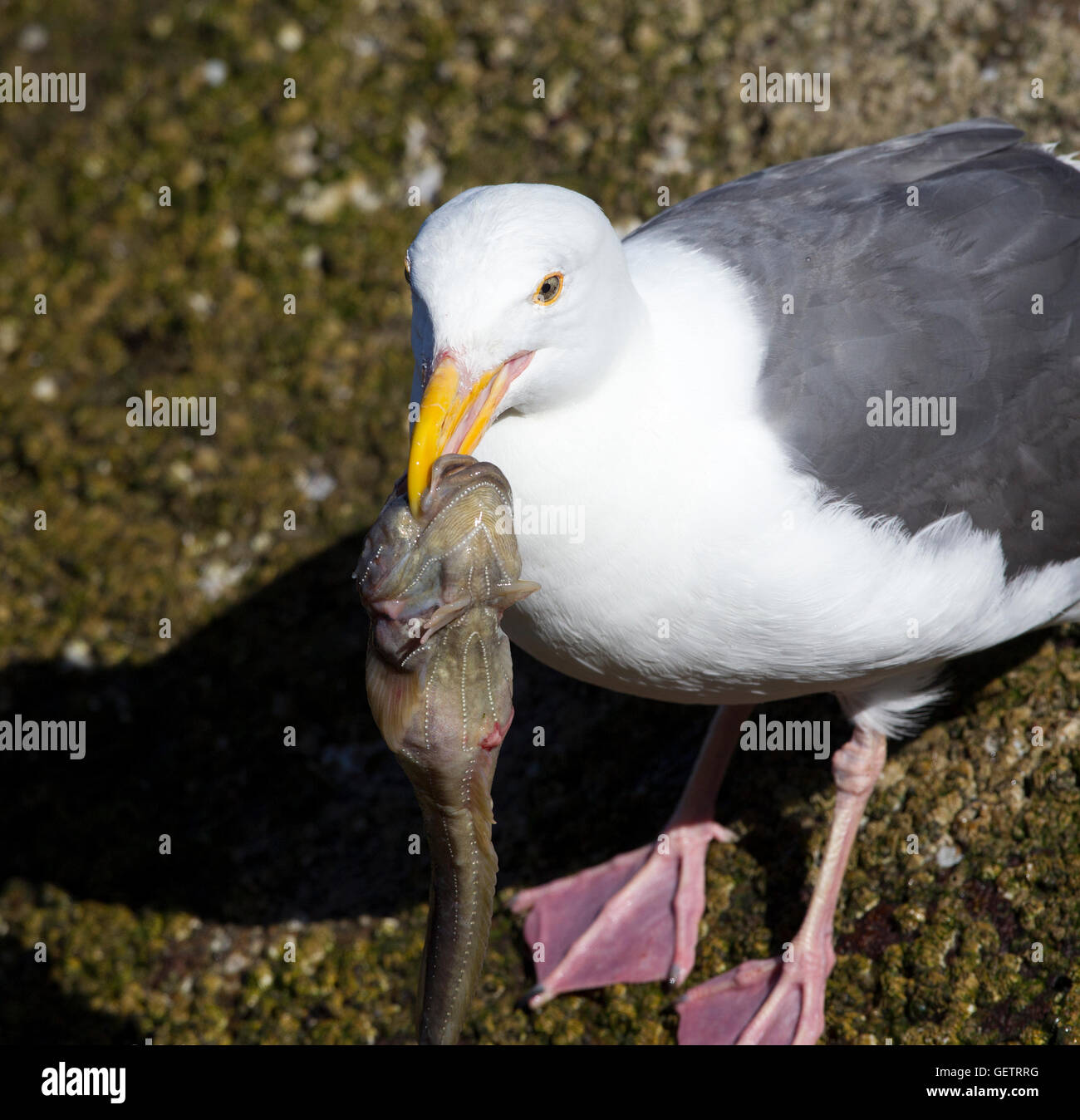 Western Gull Holding Midshipman Fish Stock Photo - Alamy