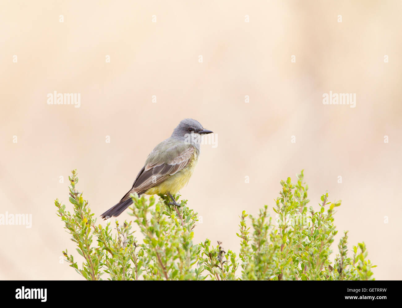 Western kingbird hi-res stock photography and images - Alamy