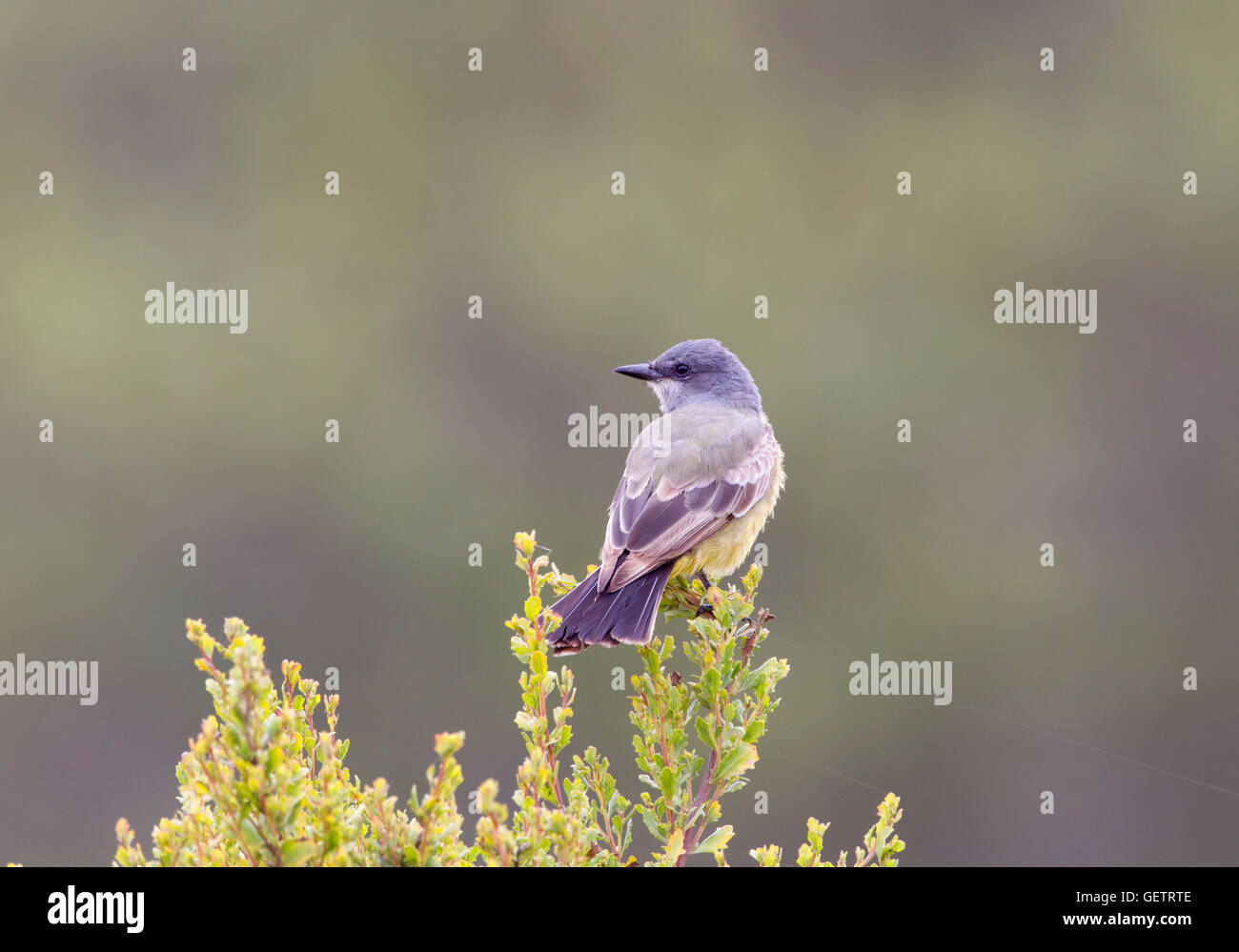 Western kingbird hi-res stock photography and images - Alamy