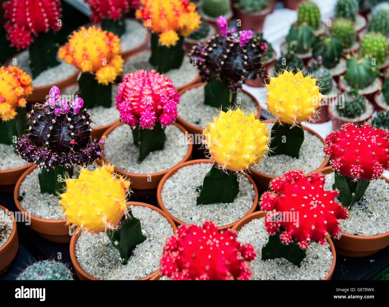 Colorful cacti selection at a garden center Stock Photo - Alamy