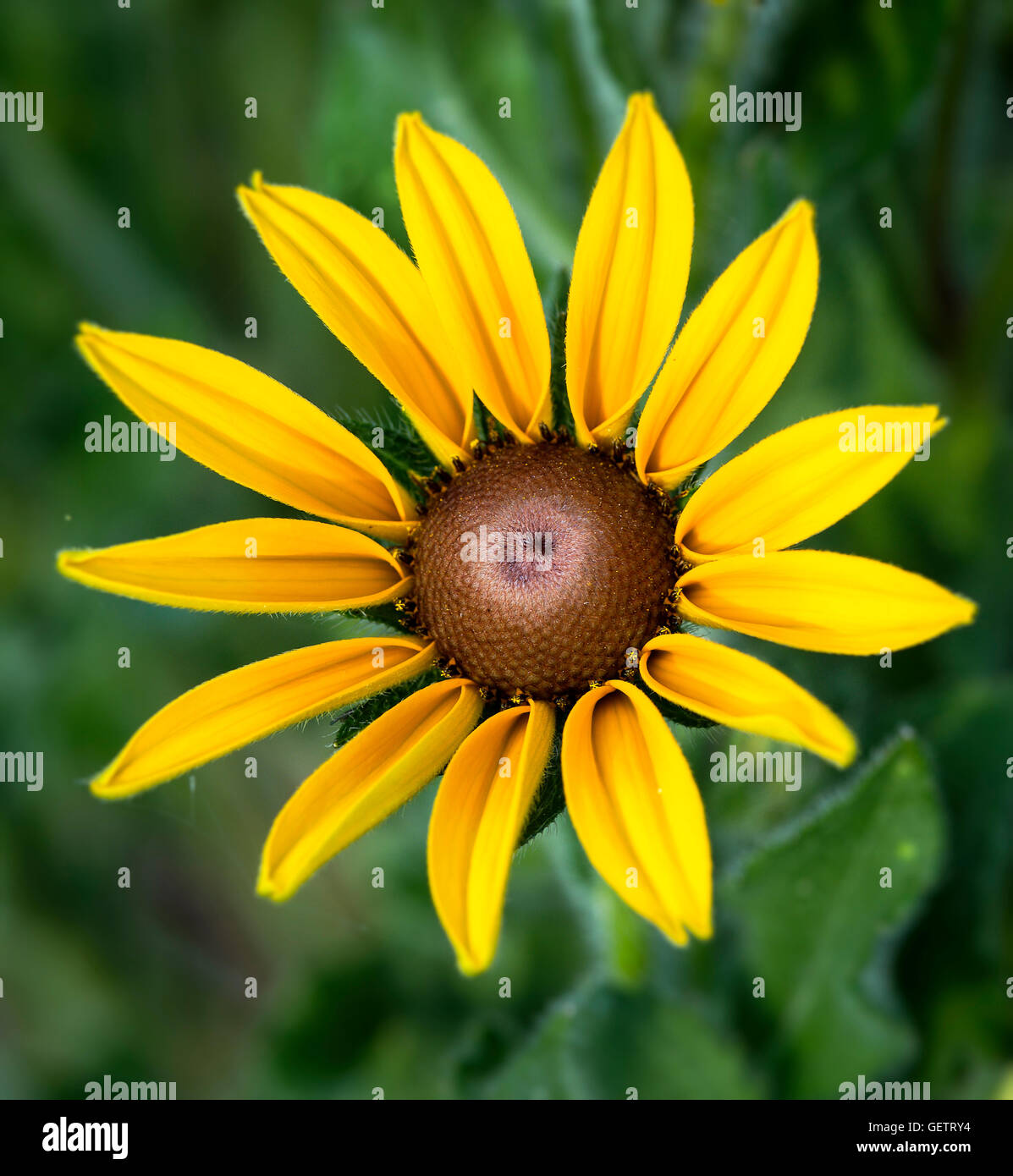 Perennial yellow daisy hi-res stock photography and images - Alamy
