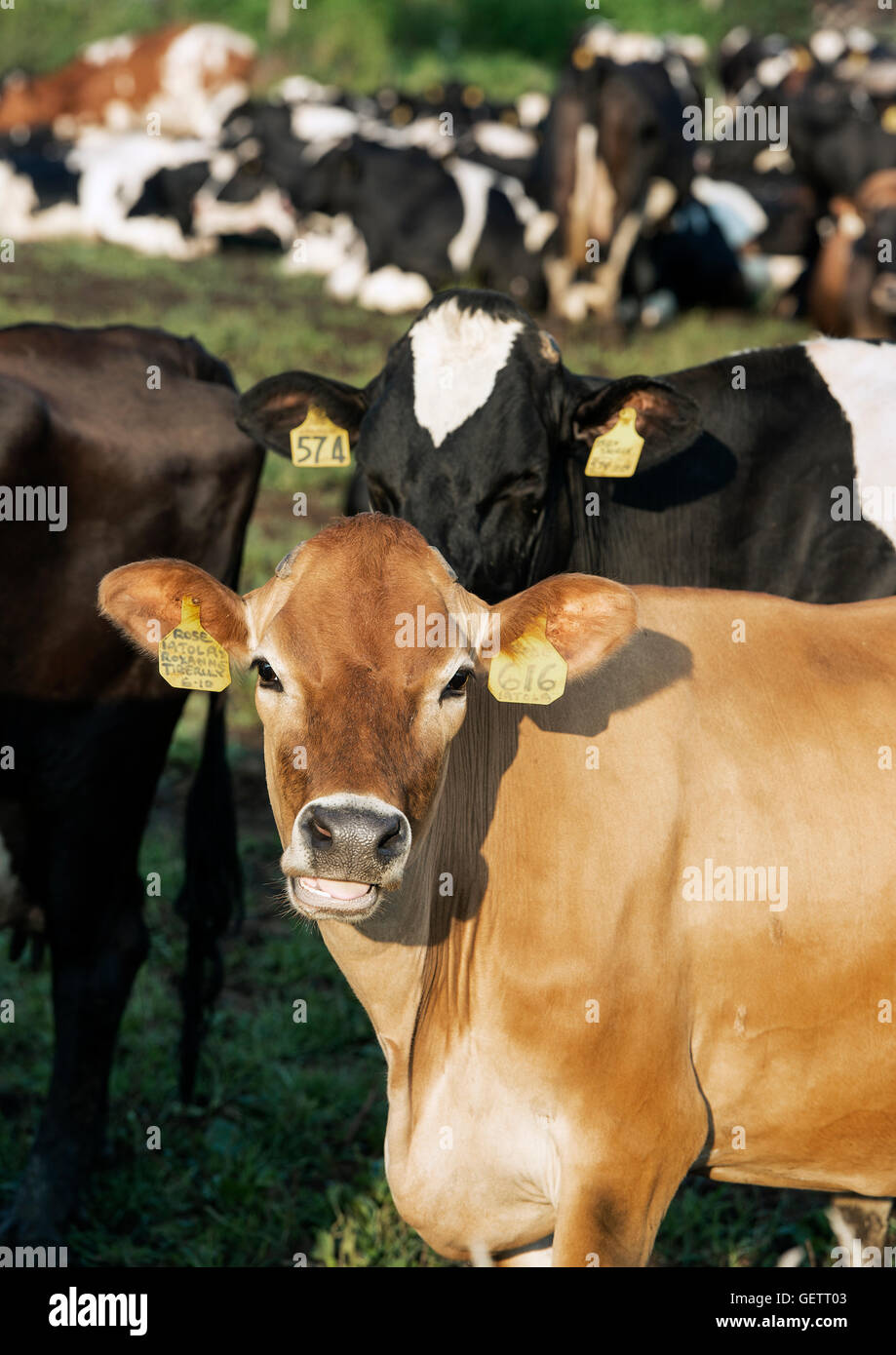 Cow farms hi-res stock photography and images - Alamy