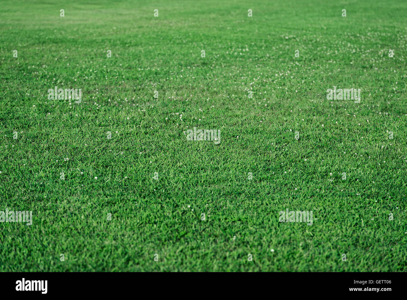 Sod being grown on a turf farm Stock Photo - Alamy