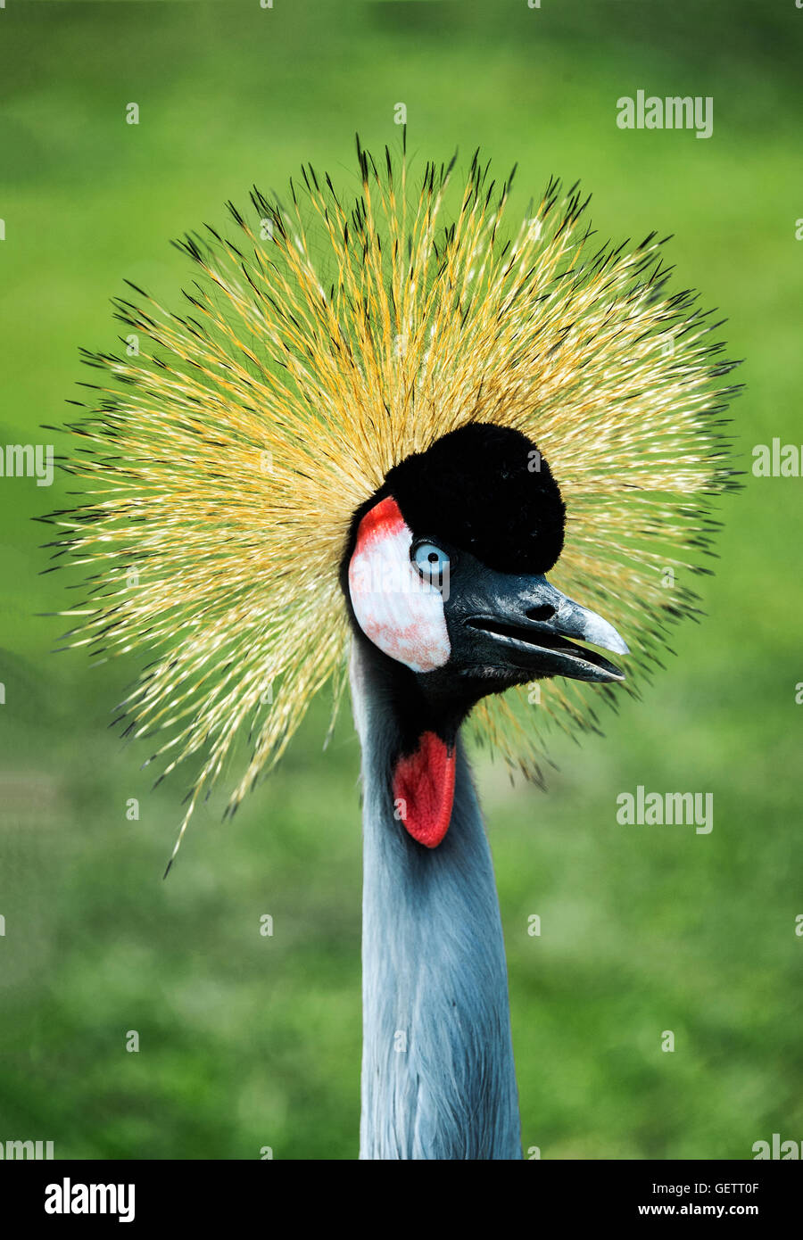 African crane hi-res stock photography and images - Alamy