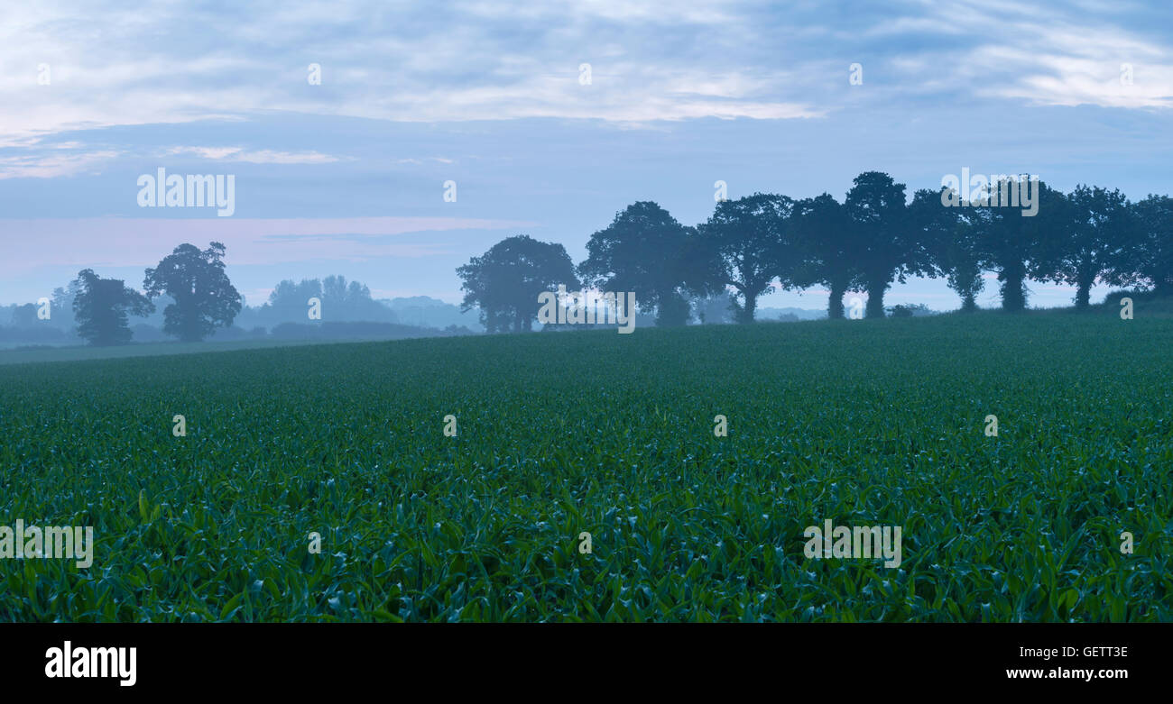 Dilham hi-res stock photography and images - Alamy