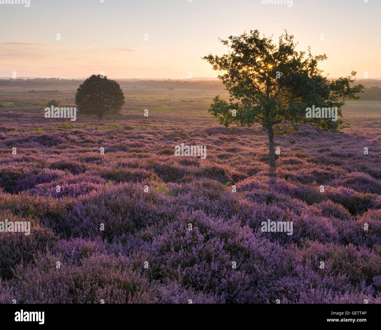 Beautiful heather at Roydon Common in Norfolk Stock Photo - Alamy