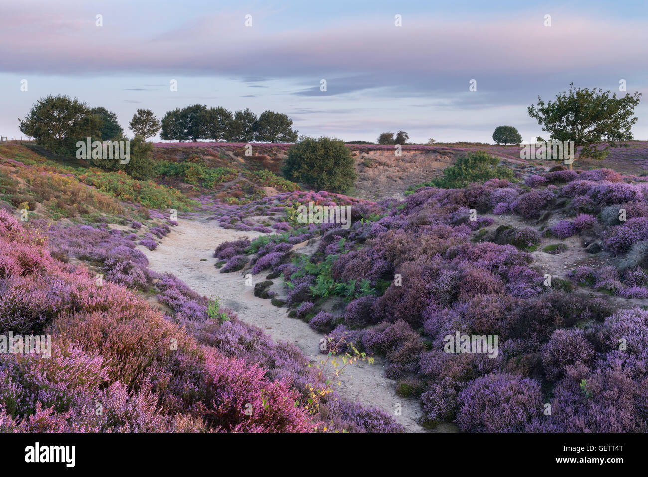 Roydon Common Norfolk High Resolution Stock Photography and Images - Alamy