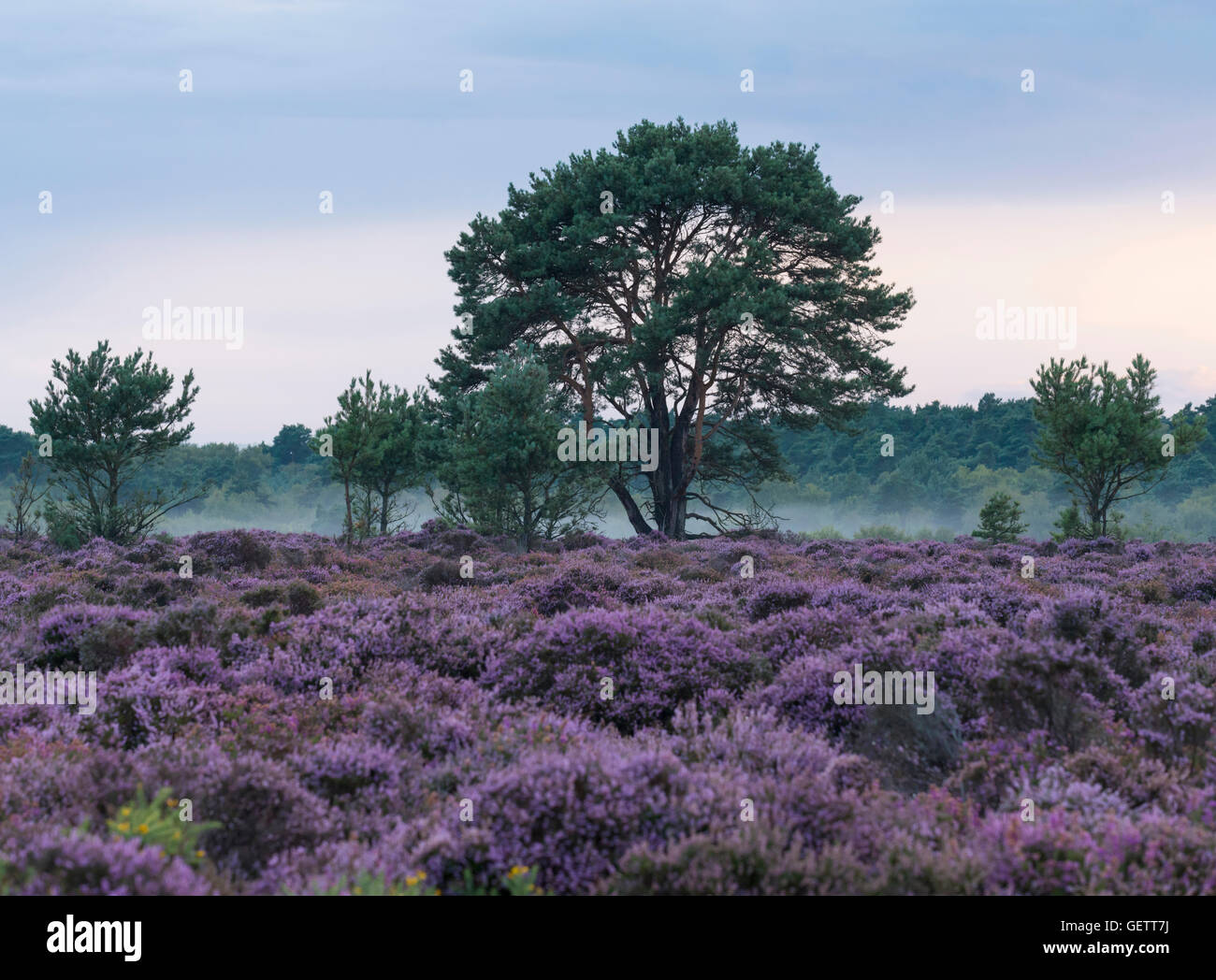 Wonderful heather colours at Dunwich Heath in Suffolk Stock Photo - Alamy