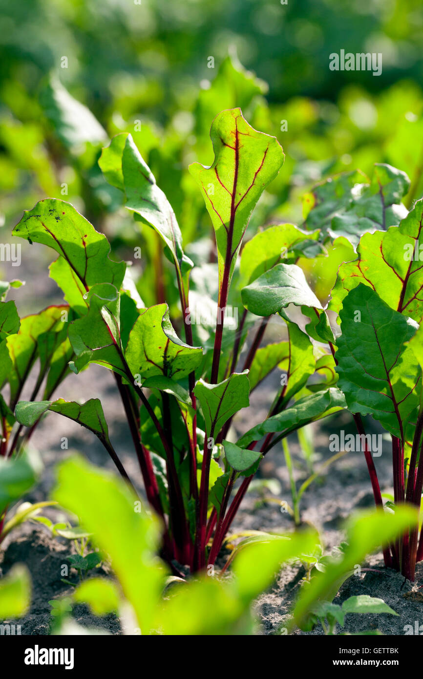 young beet greens Stock Photo - Alamy