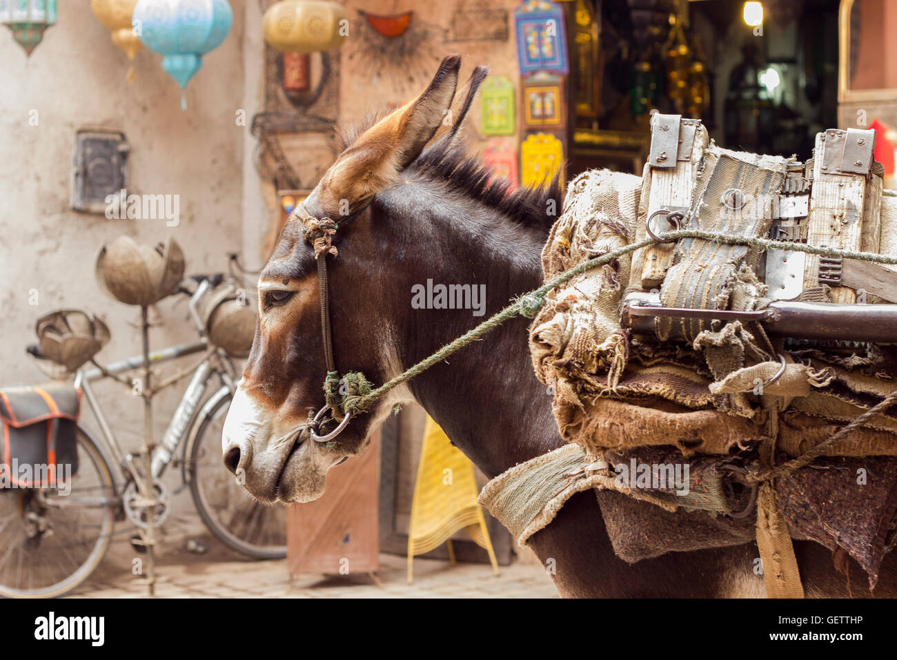 A mule loaded up with goods in Marrakesh Stock Photo - Alamy