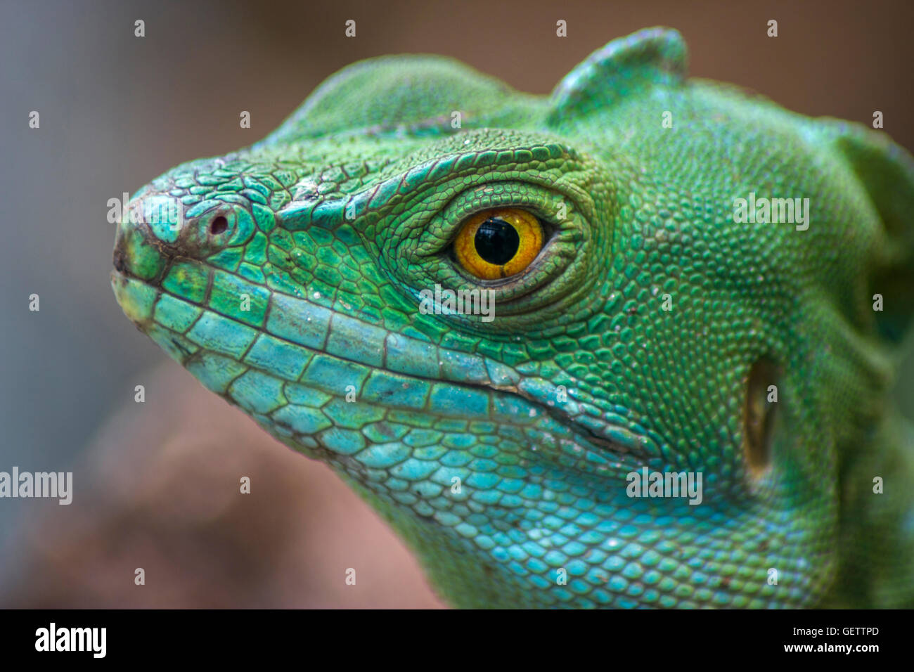 Basilisco hi-res stock photography and images - Alamy