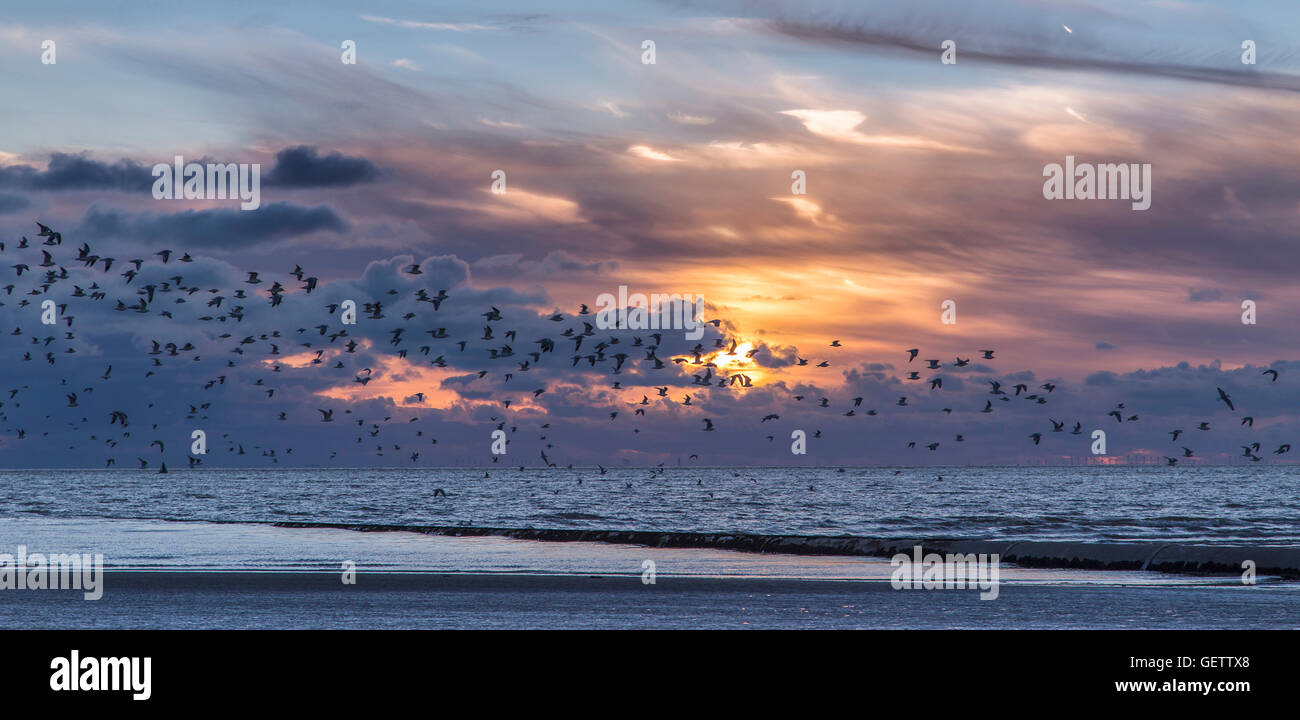 Flock of birds fleeing the beach Stock Photo - Alamy