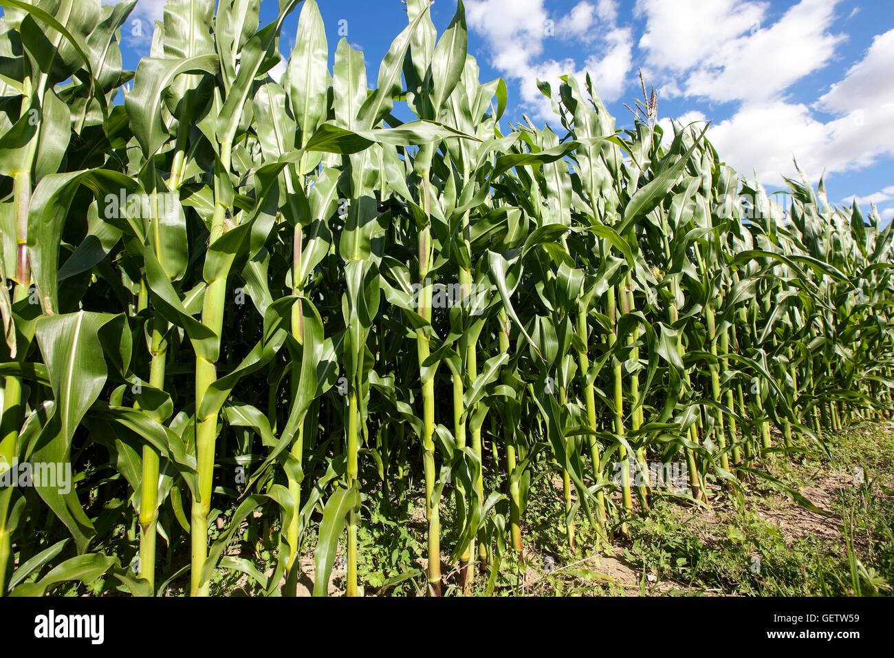 corn field, agriculture Stock Photo - Alamy