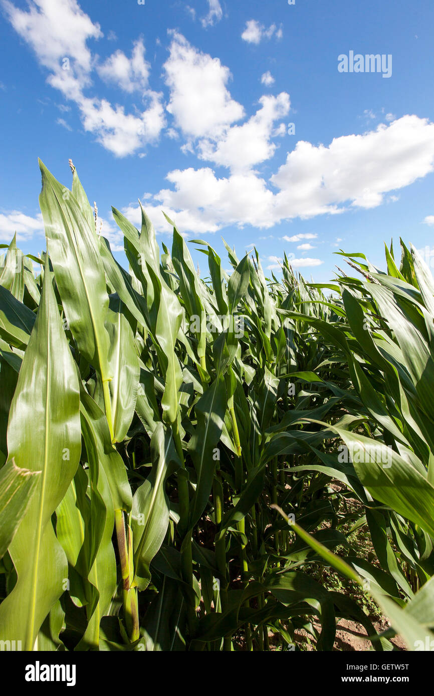 Corn field, summer time Stock Photo - Alamy