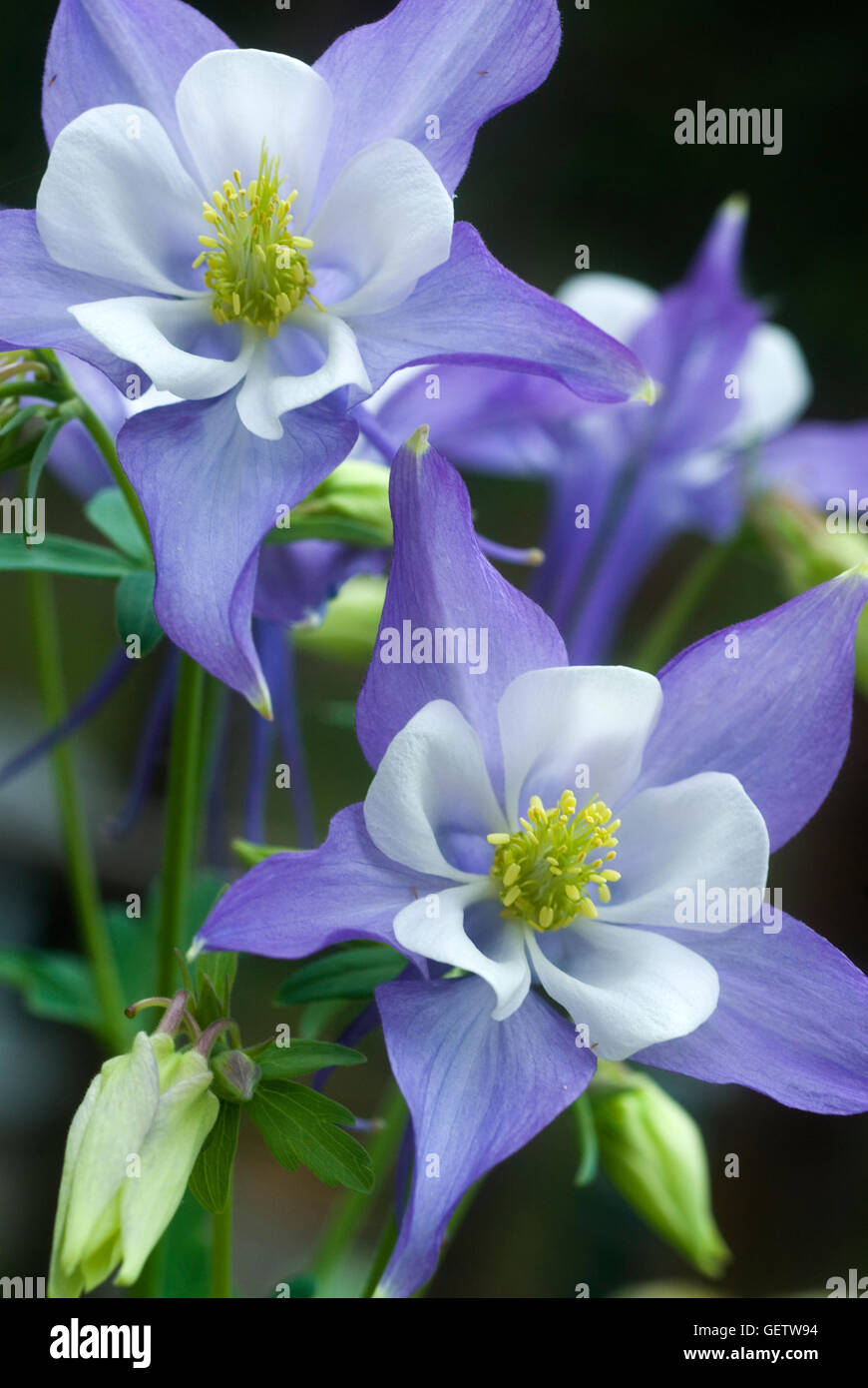 Columbine buds hi-res stock photography and images - Alamy