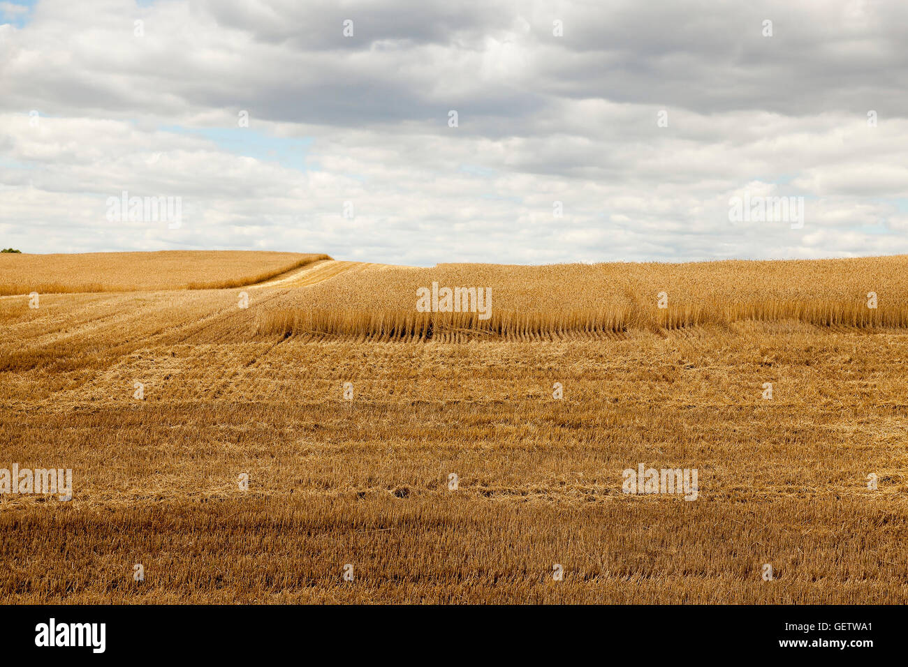 ripe wheat crop Stock Photo - Alamy