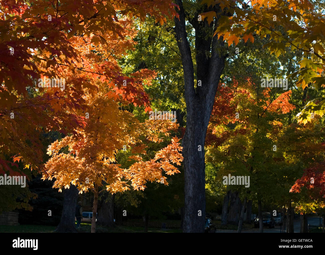 Late-day sun back-lights fall foliage in the Historic Mapleton Hill ...