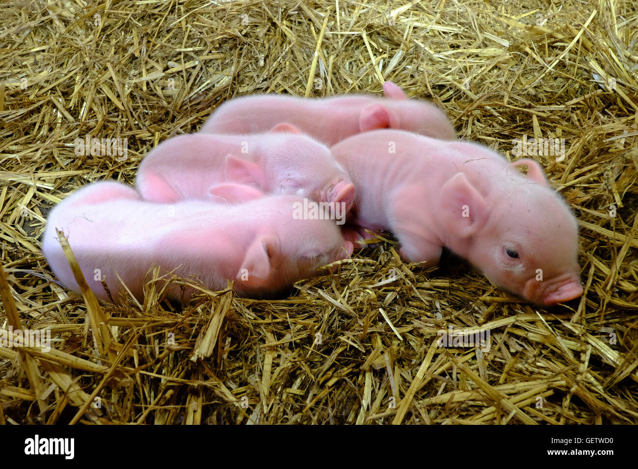 Newborn Piglets