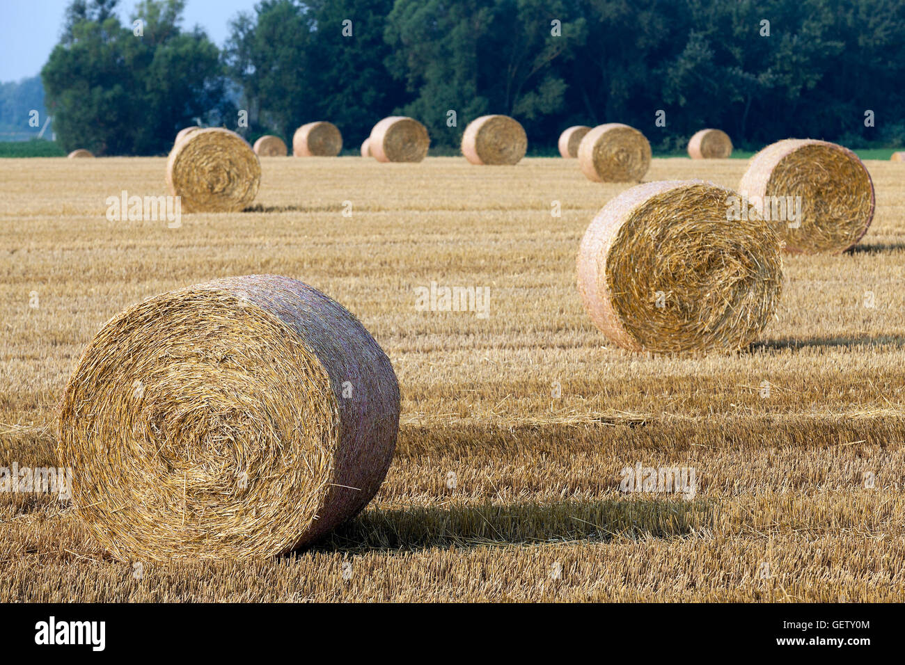stack of straw in the field Stock Photo - Alamy
