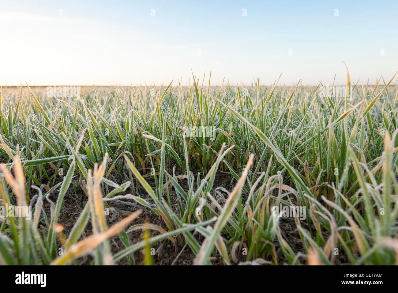 wheat during frost Stock Photo - Alamy