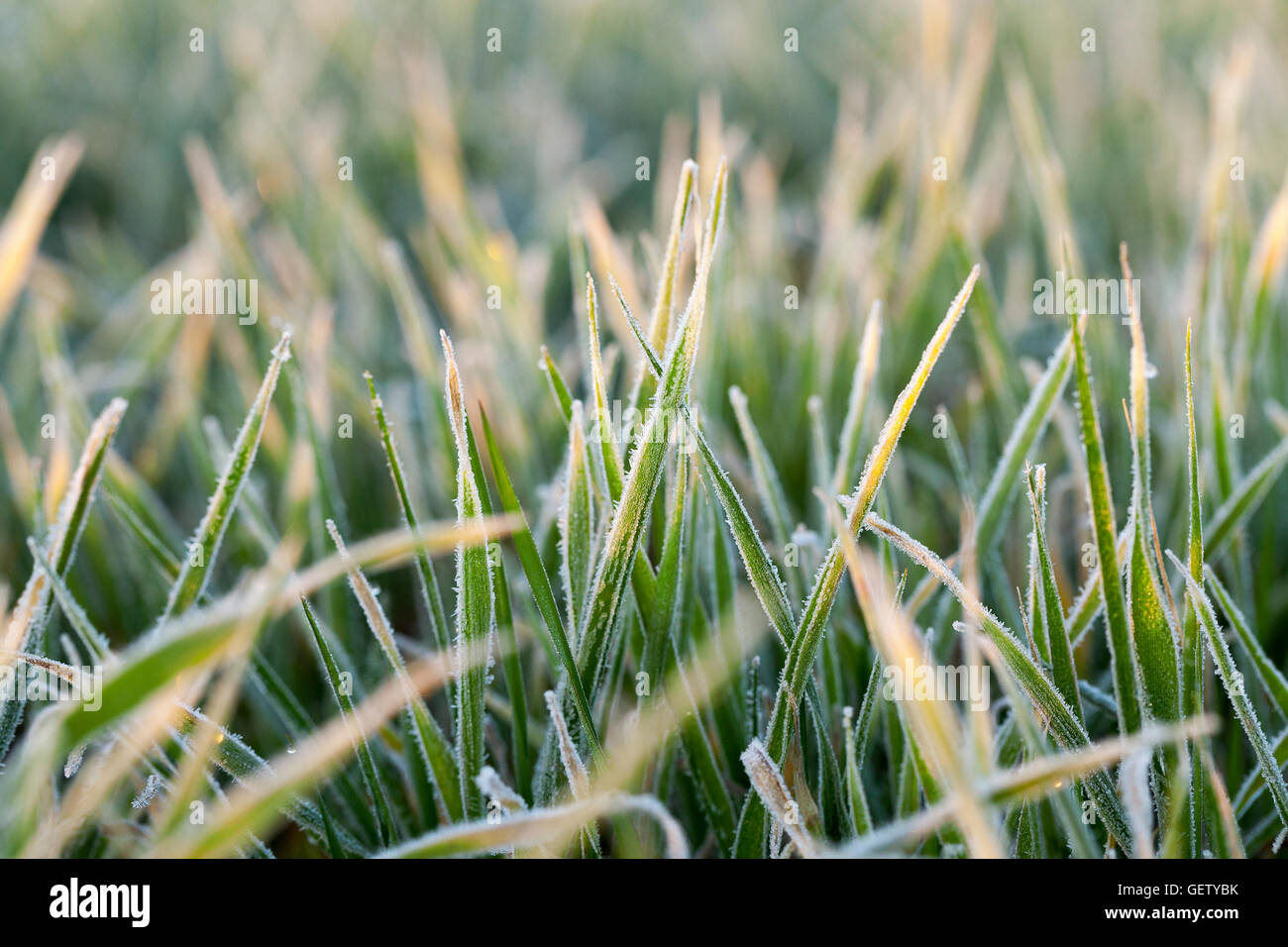 wheat during frost Stock Photo - Alamy