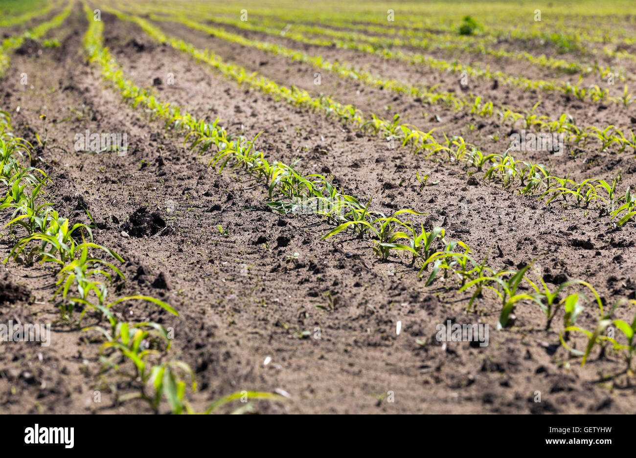 corn field. Spring Stock Photo - Alamy