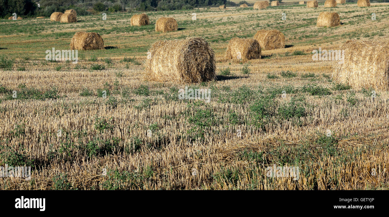haystacks in a field of straw Stock Photo - Alamy