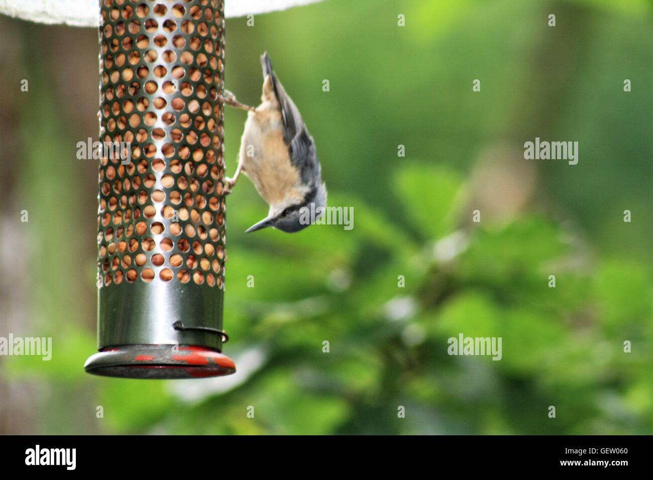 Nuthatch at bird feeder hi-res stock photography and images - Alamy