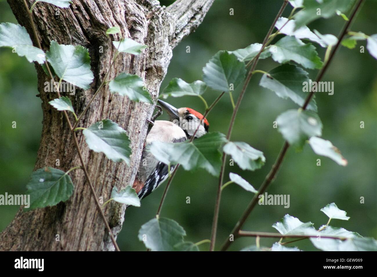 Woodpecker pecking hi-res stock photography and images - Alamy