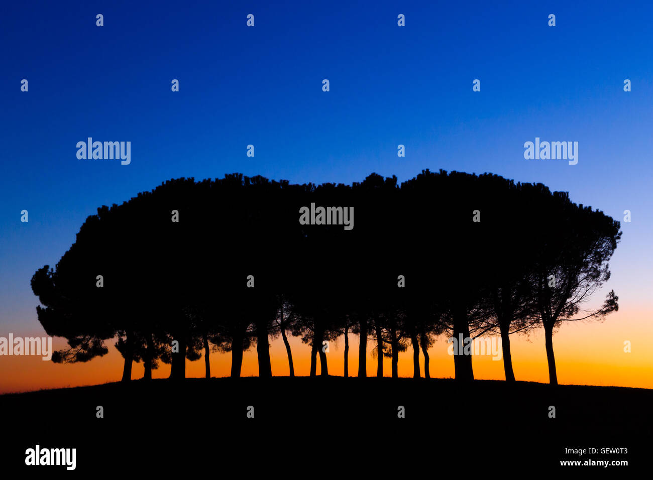 Hills panorama at sunset. Pines over hill. Minimal landscape Stock ...